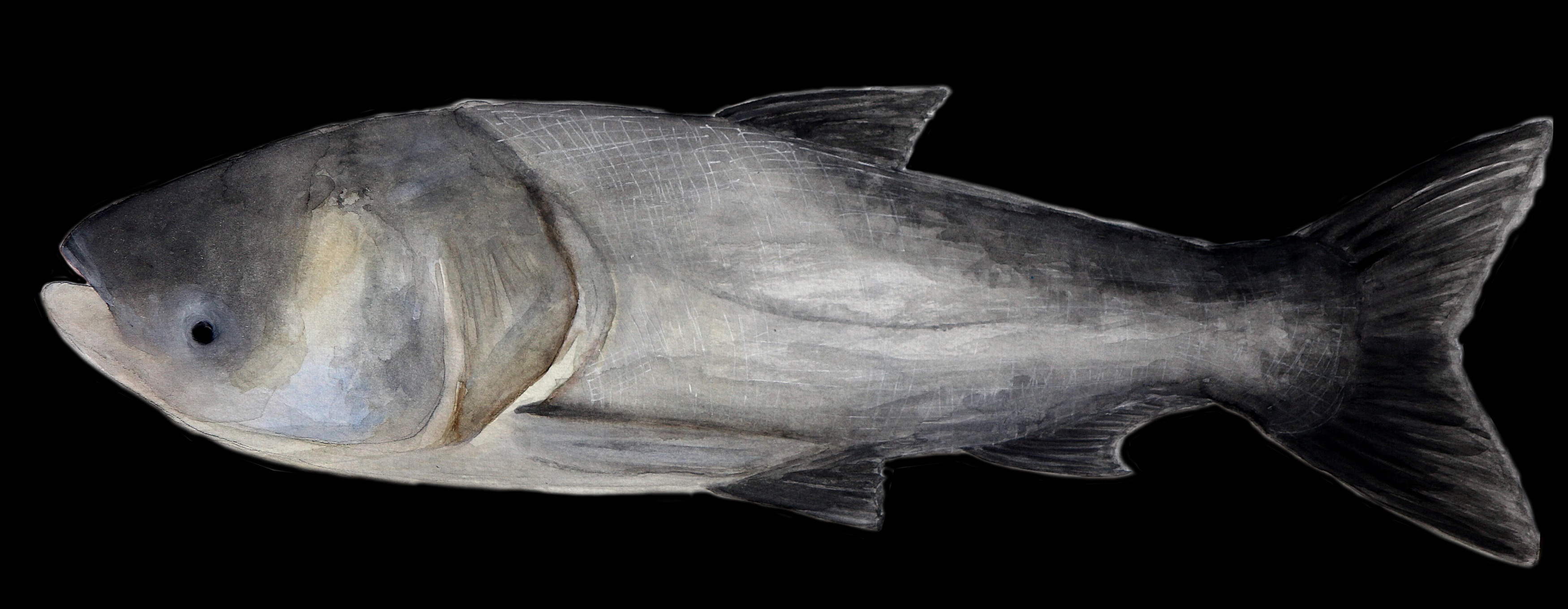 Hypophthalmichthys nobilis (Richardson, 1845)